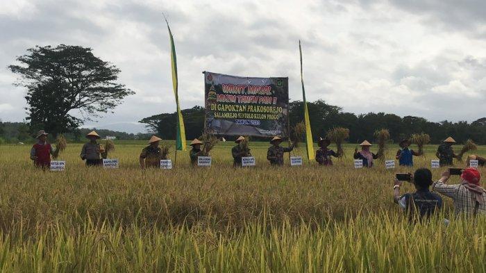 Masa Tanam II Padi di Salamrejo Kulon Progo Hasilkan 7,352 Ton per ...