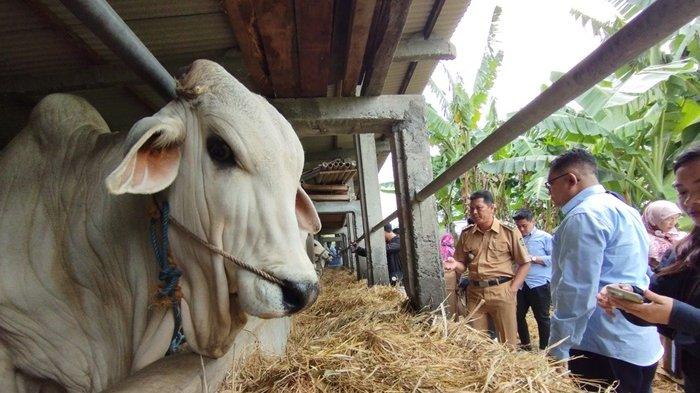 Pemda DIY Fokuskan Kewaspadaan dan Strategi Pencegahan Penyakit Hewan Kurban Jelang Idul Adha ...