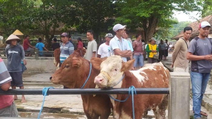 Pedagang Ternak Sleman Resah, Harga Sapi Anjlok hingga Rp 2 Juta Imbas Penyakit PMK ...