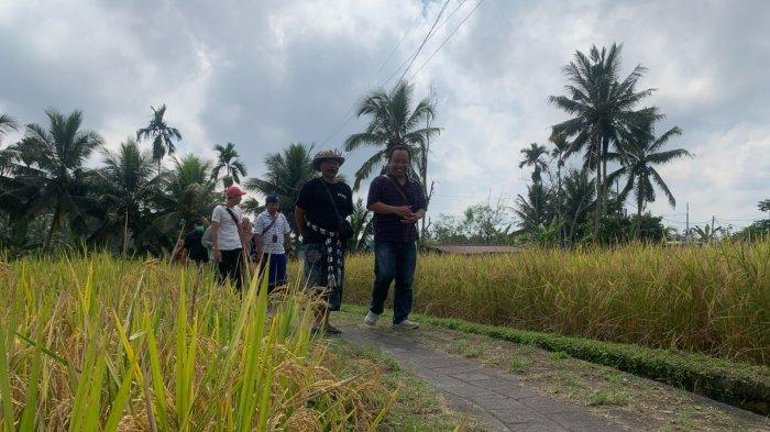 Subak Pulagan, Warisan Leluhur yang Lestari di Bali - Tribunjogja.com