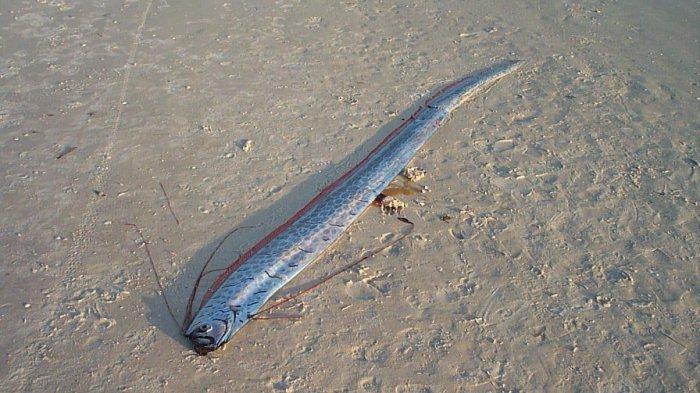 Mitos Oarfish yang Sering Disebut Ikan Kiamat, Benarkah Kemunculannya ...
