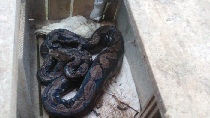 Seekor Ular Phyton Berhasil Dievakuasi dari Kandang Ayam Milik Warga di ...