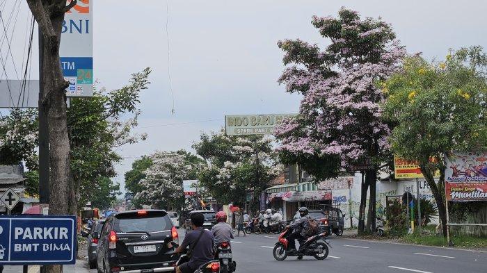 Pertama Kali Terjadi, Bunga Tabebuya di Magelang Mekar Empat Kali dalam ...
