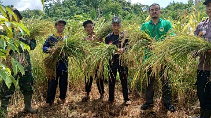 Petani Zona Selatan Gunungkidul Mulai Panen Padi Gogo dan Palawija ...