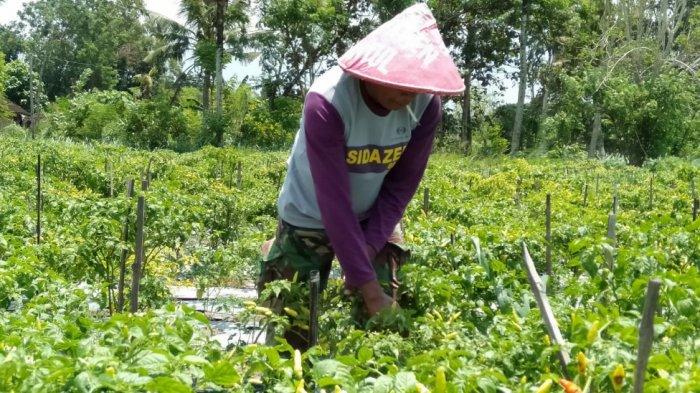 Petani Cabai Lahan Pasir di Bantul Memulai Masa Panen Off Season ...