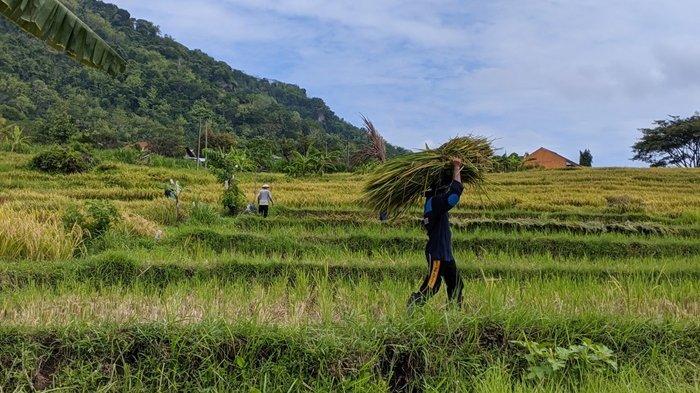 Luas Panen Padi di DI Yogyakarta Mencapai 8.201 Hektare Hingga Mei 2024 ...