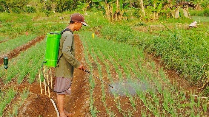 DPP Gunungkidul Mulai Lakukan Pengendalian Hama Bawang Merah ...