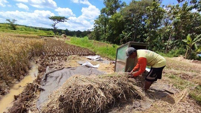 Petani di Gunungkidul Diimbau Mulai Siapkan Antisipasi Jelang Datangnya Musim Kemarau ...