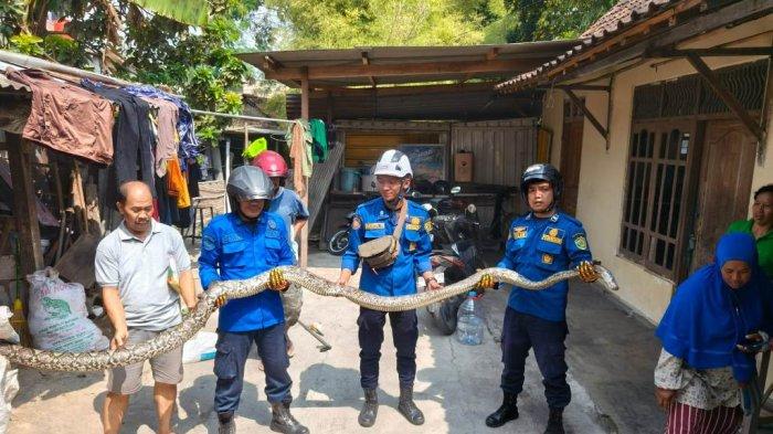 Petugas BPBD Bantul Tangkap Ular Piton Sepanjang 5 Meter di Kolam Ikan ... Petugas BPBD Bantul Tangkap Ular Piton Sepanjang 5 Meter di Kolam Ikan ...