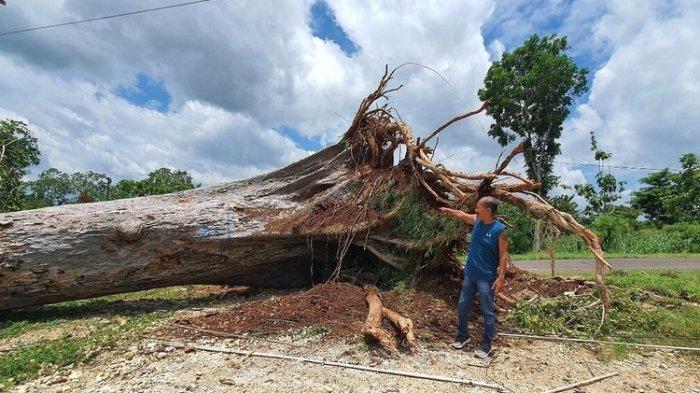 Pohon Berusia Ratusan Tahun di Gunungkidul Roboh, Warga Tak Berani ...