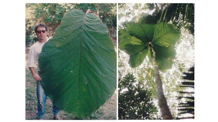 Daunnya Lebih Besar dari Orang Dewasa! Lihat, Inilah Spesies Tumbuhan ...
