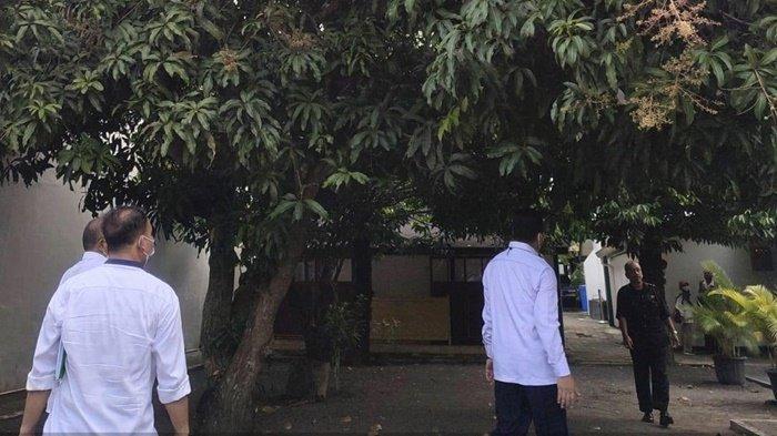 5 Jenis Mangga Ini Bakal Didaftarkan Jadi Varietas Lokal, Disinyalir ...