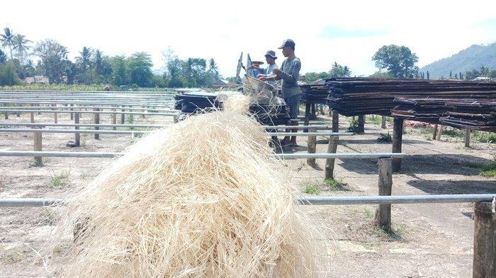 Melihat Proses Pembuatan Mi Lethek Legendaris Asli Magelang yang Tetap ...