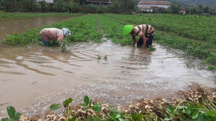 Puluhan Hektar Lahan Pertanian di Bantul Terancam Gagal Panen karena Hujan Semalaman ...