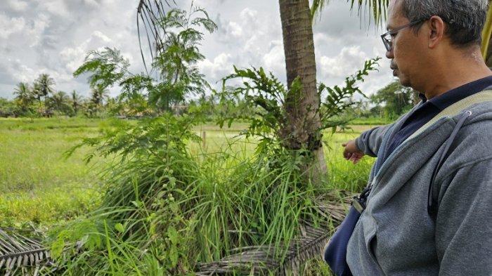 Penampakan Sebidang Sawah Seluas 2 Meter di Magelang yang Terdampak Tol ...