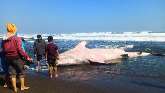 Hiu Tutul Mati Terdampar di Pantai Dewaruci Purworejo Setelah Terjerat ...