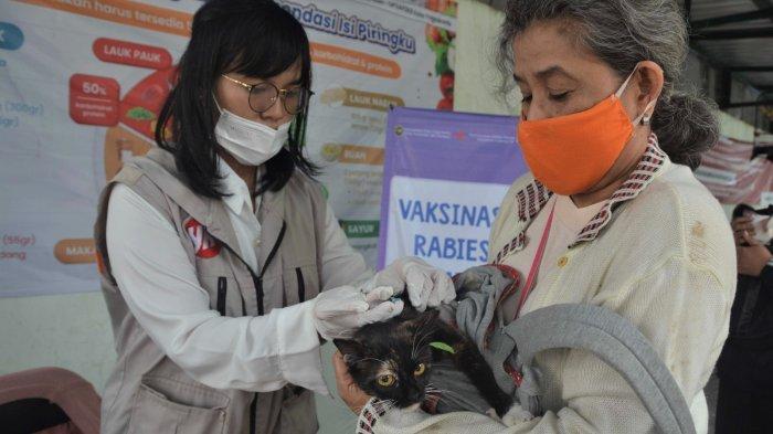 Jangan Sampai Terlambat Beri Vaksin, Ini Gejala Anabul Terjangkit ...