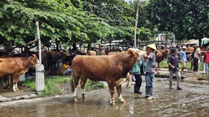 Penjualan Hewan Kurban di Magelang Lesu Jelang Idul Adha 2025: Pedagang Keluhkan Sepi Pembeli ...