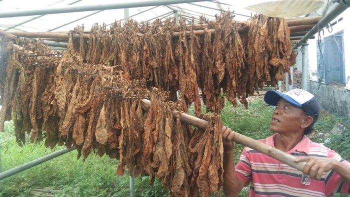 Melihat Tembakau Asepan asal Klaten, Berkualitas Ekspor untuk Bahan ...