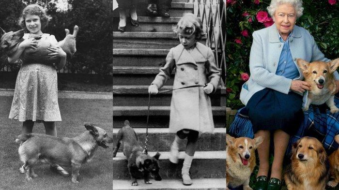 Silsilah Corgi si Anjing Kerajaan Kesayangan Ratu Elizabeth II, Pelipur ...