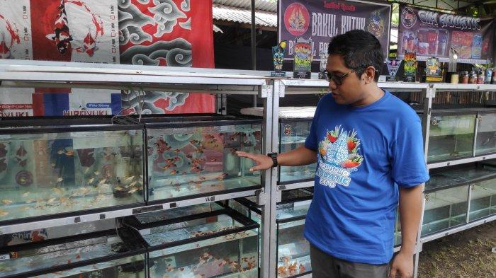 Desa Wisata Kajii di Pandak Bantul Angkat Kembali Popularitas Ikan Hias ...