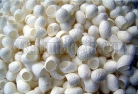 Produk Sutra Emas Yarsilk Harganya Terjangkau - Tribunjogja.com