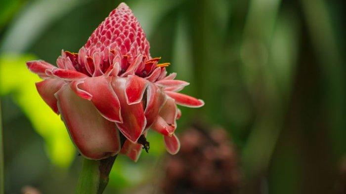 100 Nama-Nama Bunga dalam Bahasa Inggris dan Artinya - Tribunjogja.com