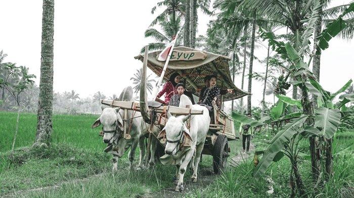 Paket Wisata Baru, Tegsa Adventure Ajak Wisatawan Naik Gerobak Pedati ...