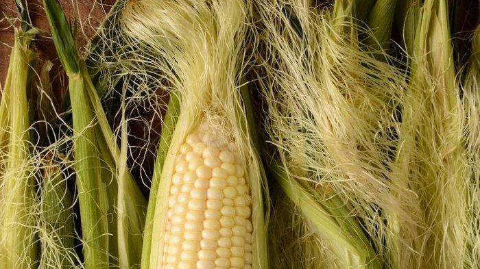 Khasiat Rambut Jagung untuk Pengobatan Herbal: Sembuhkan Diabetes ...