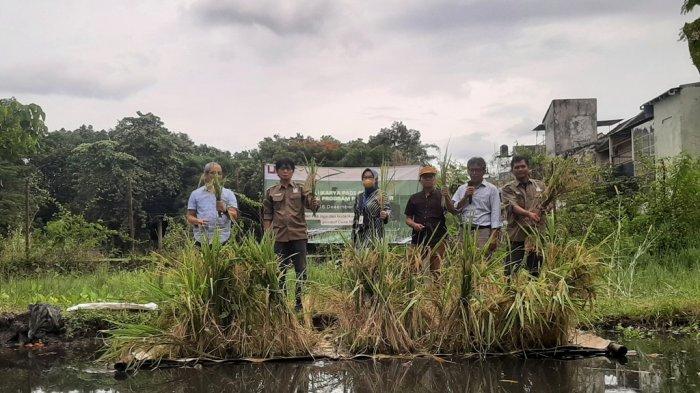 UMY Kembangkan Teknologi Padi Apung di Kalimantan Timur, Per Hektar ...