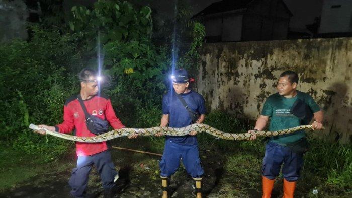 Ular Sepanjang 4 Meter Sembunyi di Ilalang Dekat dengan Pemukiman Warga - Tribunjogja.com