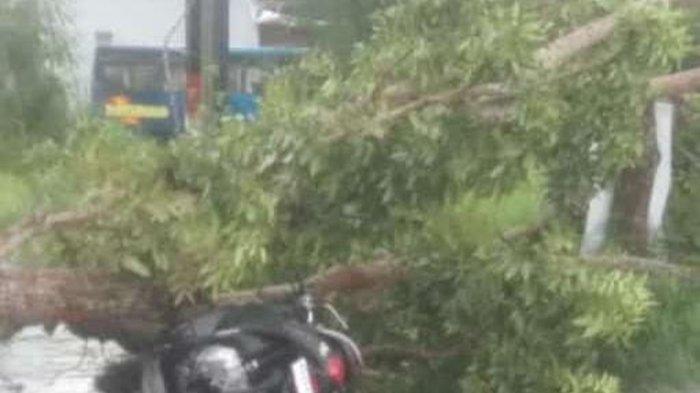Warga Prambanan Sleman Tertimpa Pohon Saat Hujan Deras Disertai Angin Melanda DIY - Tribunjogja.com