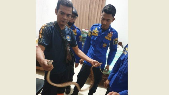 Waspada! Fenomena Ular Masuk Rumah Warga di Kota Yogya Meningkat ...