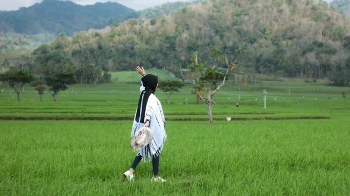 WISATA JOGJA dengan Pemandangan Hamparan Hijau Persawahan - Tribunjogja.com
