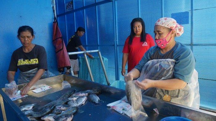 Berita UD Putra Papua Terbaru Hari Ini - Tribunjogja.com