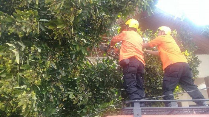 Akibat Hujan Deras, Dahan Pohon Rambutan di Mantrijeron Patah ...