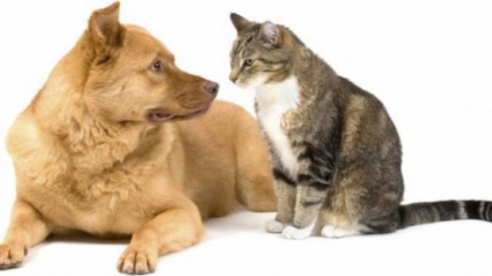 Hewan Peliharaan Sakit? Ini Dia Rumah Sakit Hewan di Jogja Terlengkap ...