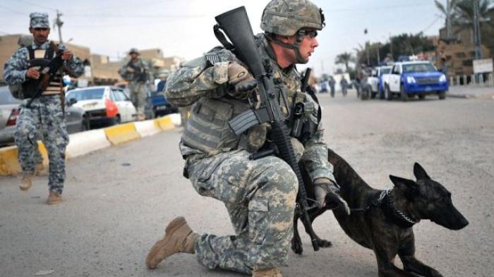 10 Foto Anjing-anjing Tangguh yang Diterjunkan ke Medan Perang ...