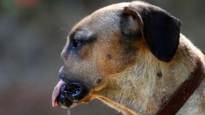 Kejam, Moncong Anjing Ditebas Hingga Sisa Separuh - Tribunjogja.com