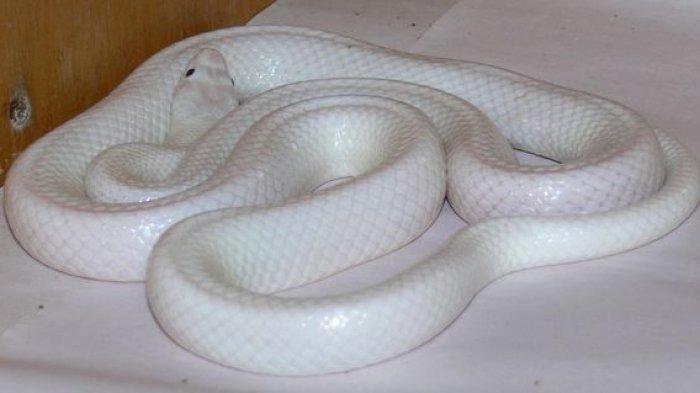 Arti Mimpi Ular Menurut Warnanya, Pertanda Baik atau Buruk ...