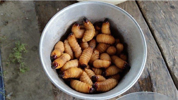 9 Arti Mimpi Belatung Menurut Islam, Tanda Cerminan Kebiasaan Buruk ...