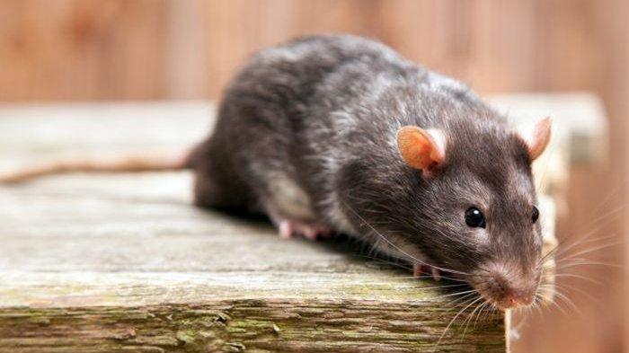6 Arti dan Tafsir Mimpi Digigit Tikus, Bisa Jadi Pertanda Baik dan ...