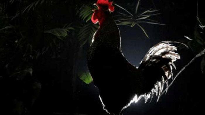 Bacaan Doa xMendengar Suara Ayam Berkokok dan Anjing di Waktu Malam ...