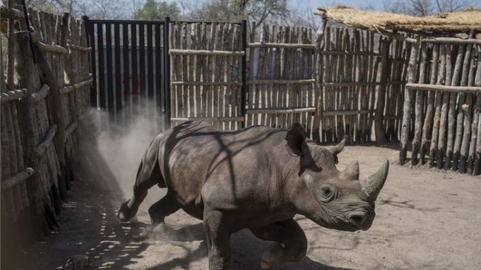 Badak Hitam Kembali ke Chad Setelah 50 Tahun Punah - Tribunjogja.com