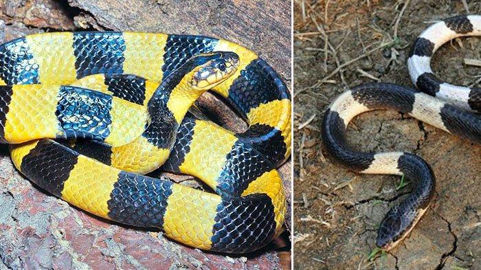 Empat Kejadian Orang Digigit Ular Weling dan Welang, Tiga di Antaranya ...