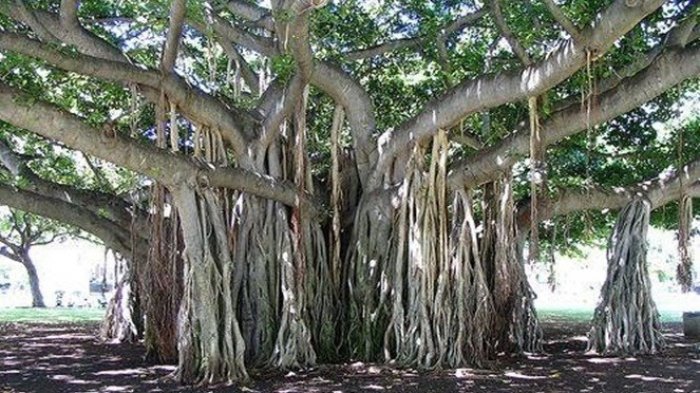 Sereem, Selain Rumah Kosong, 11 Jenis Pohon Ini Dikenal Angker dan ...