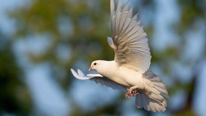8 ARTI Mimpi Burung Merpati yang Merupakan Pertanda Baik, Rezeki dari ...