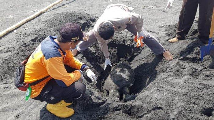 BREAKING NEWS : Penyu Hijau Sepanjang Hampir Satu Meter Ditemukan Mati ... BREAKING NEWS : Penyu Hijau Sepanjang Hampir Satu Meter Ditemukan Mati ...