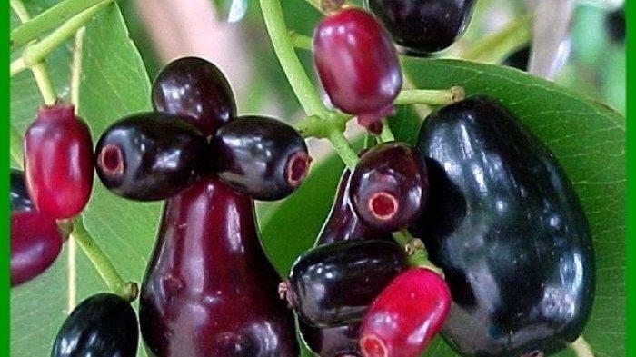 Khasiat Buah Duwet Alias Jamblang untuk Membantu Mengobati Diabetes ...