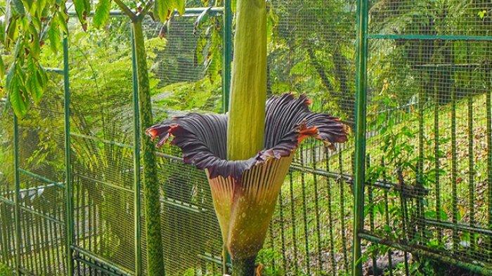 Bunga Bangkai Mekar Indah di Kebun Raya Cibodas-BRIN - Tribunjogja.com